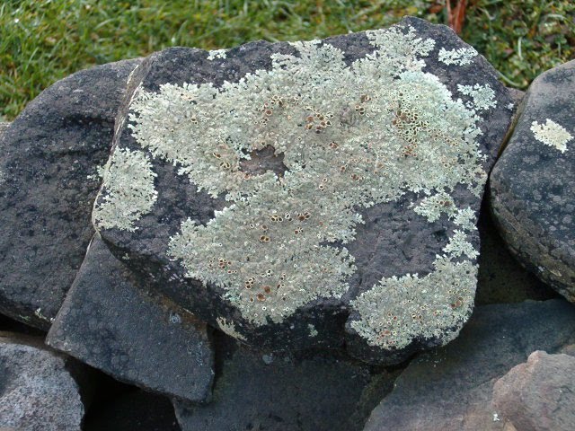 Plants and Stones: Lichen Stones