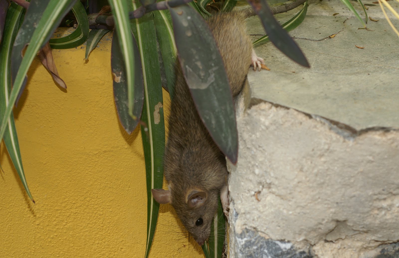 Contacto Natura: Rata negra