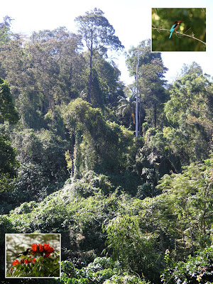 Philippines Birding Trip Reports: Subic Bay Forest Reserve, Subic Bay ...