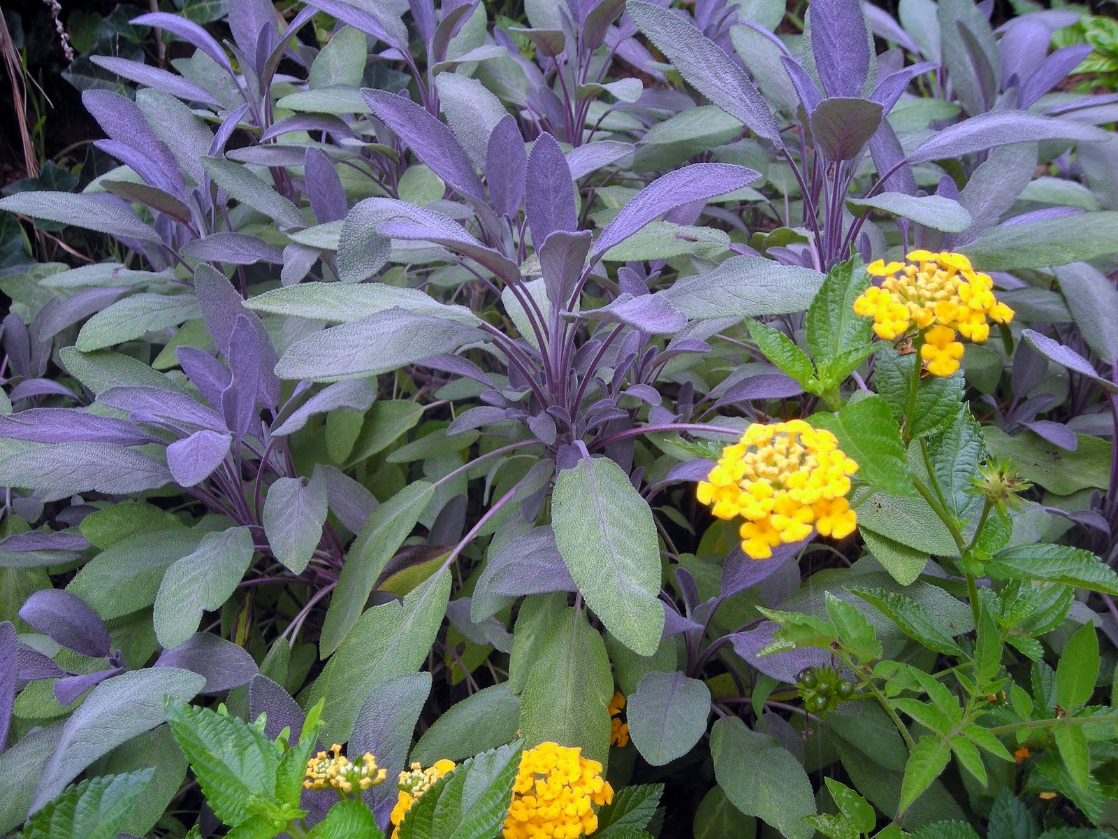 My Carolina Kitchen: Trout with Lemon Sage Butter Sauce and Provencal ...