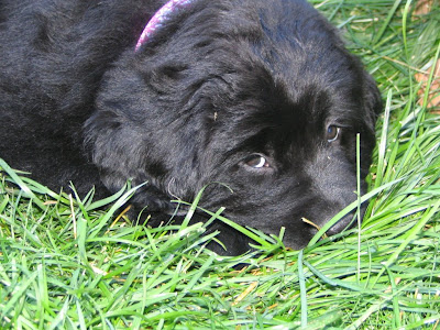 Field Notes from an Evolutionary Psychologist: Miniature Newfoundland ...