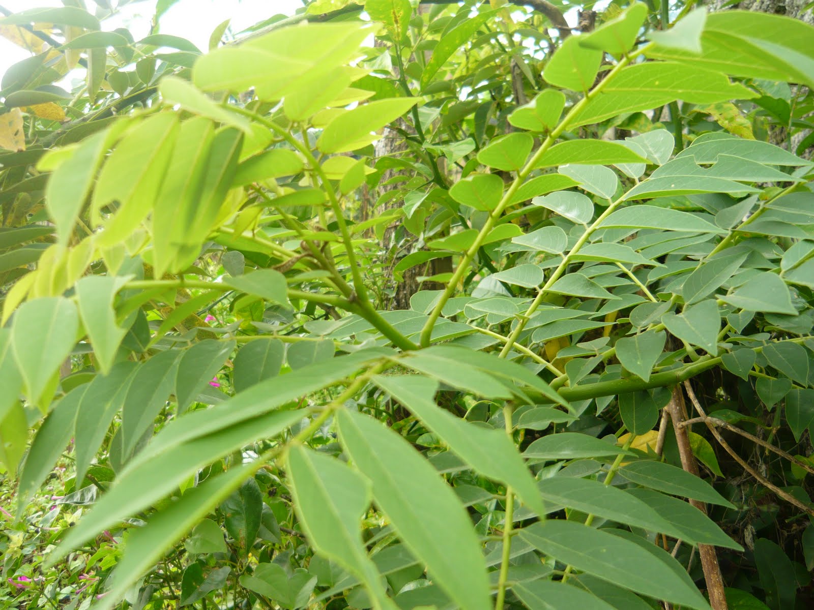 Proyecto de plantas medicinales