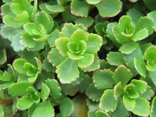 Ummi Maryam's Blog: Pokok setawar ada gunanya...