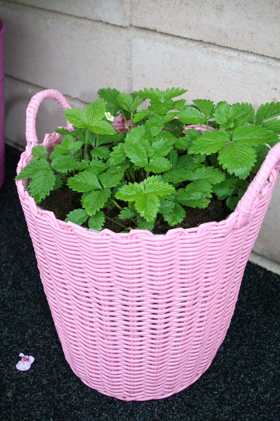 Bland pelargoner & meloner: Första blomman på mina smultron