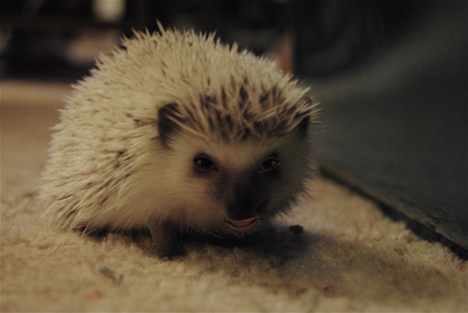 Brooke's Photography: Animal Morphs