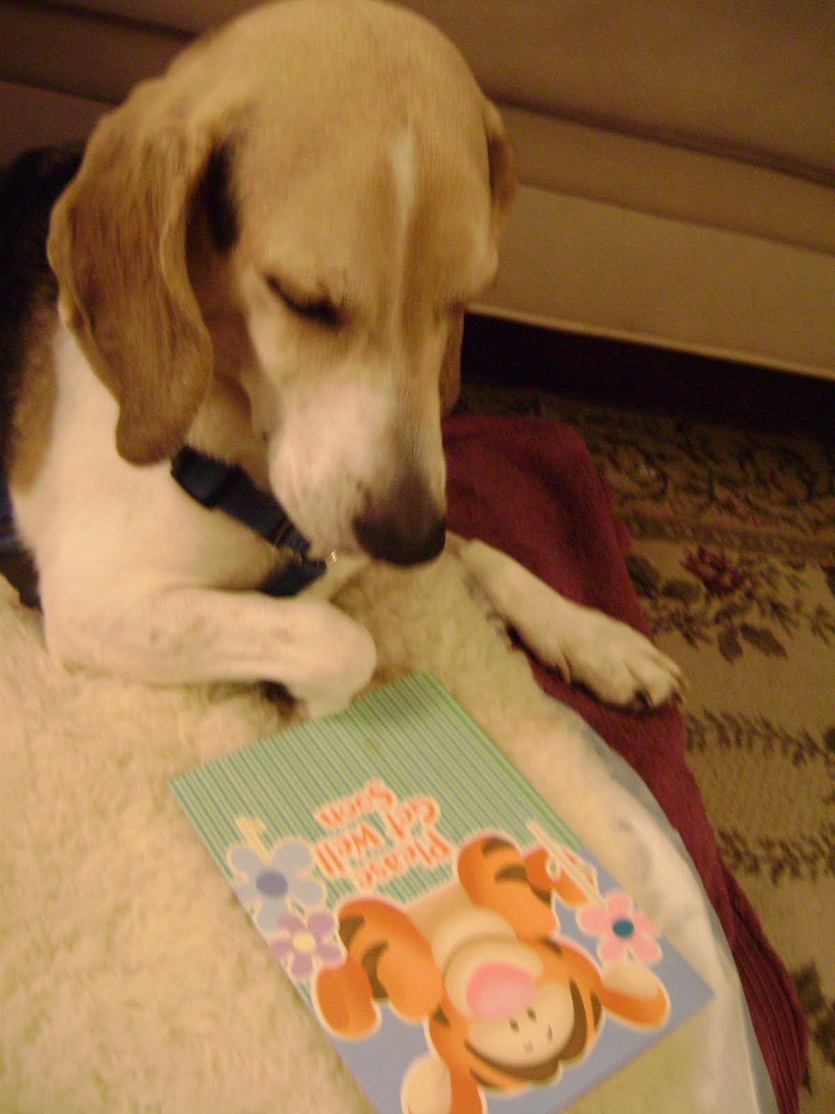 Harrison Beagle Updates: Get Well Wishes