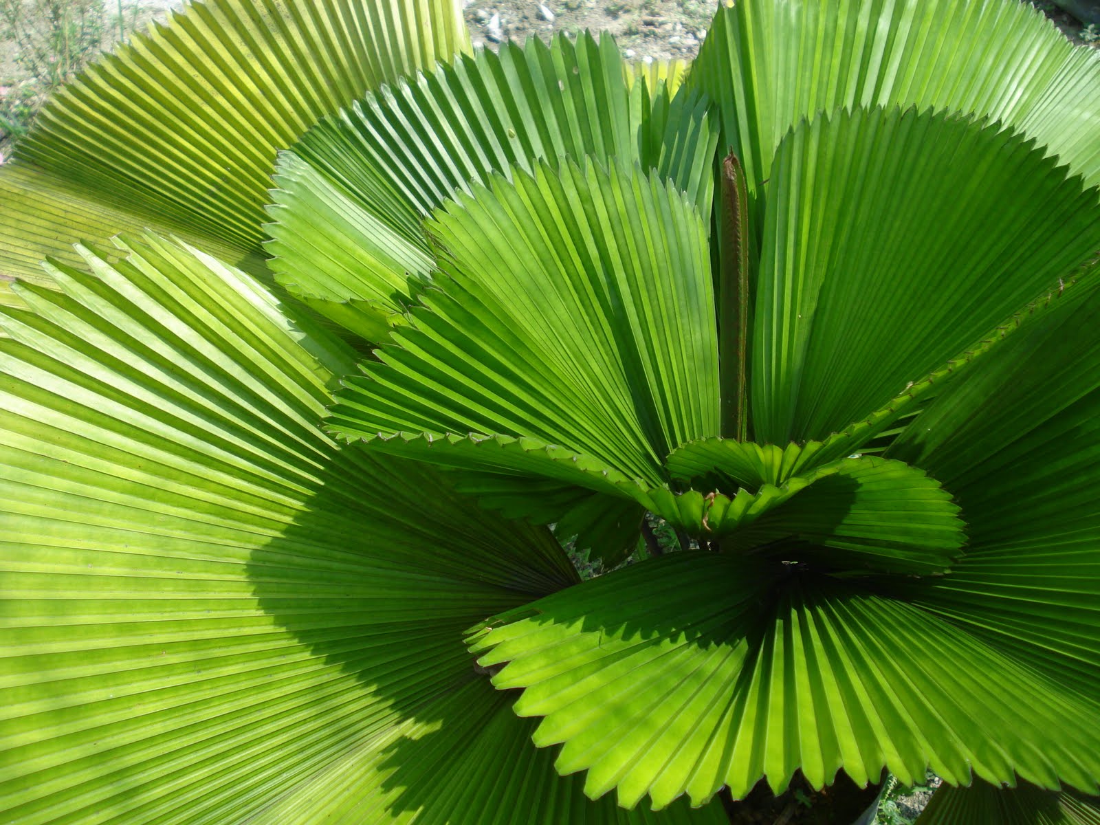 Nursery Bunga dan Landskap Taman: Produk Nursery : Bunga dan Pokok ...