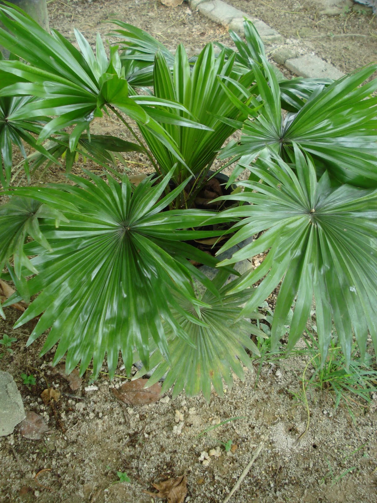 Nursery Bunga dan Landskap Taman: Produk Nursery : Bunga dan Pokok ...