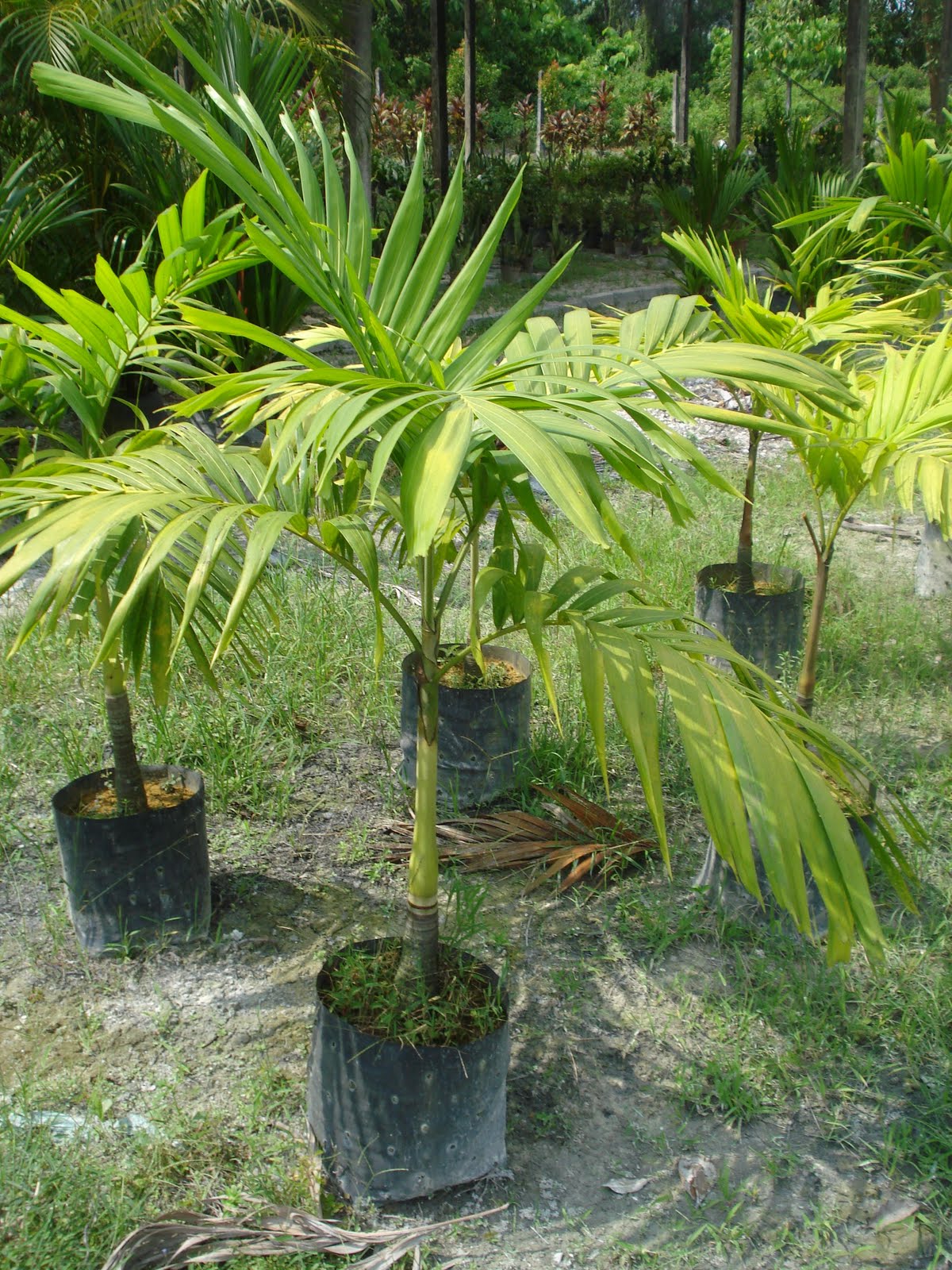 Nursery Bunga dan Landskap Taman: Produk Nursery : Bunga dan Pokok ...