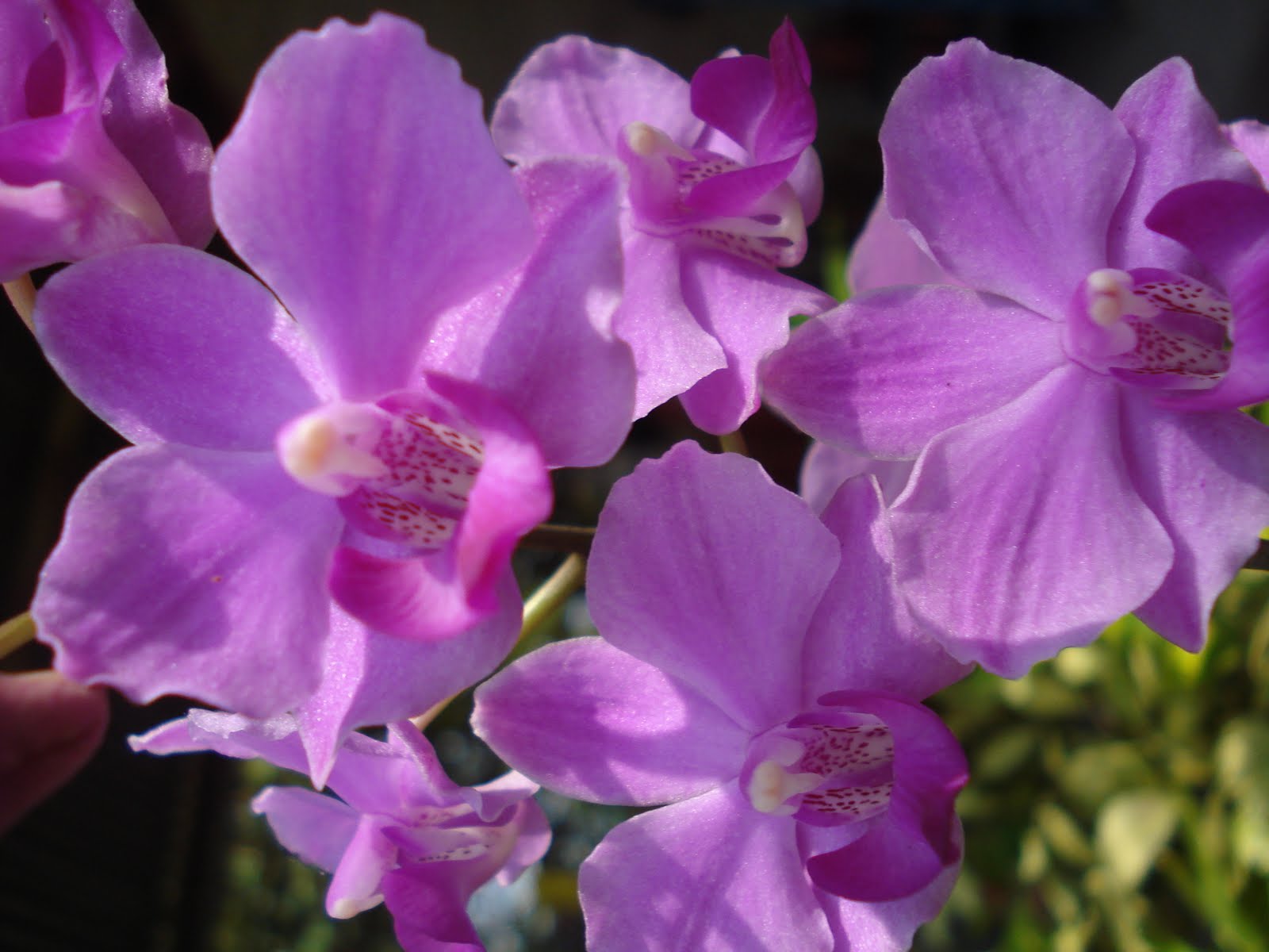 Nursery Bunga dan Landskap Taman: Produk Nursery : Bunga dan Pokok ...