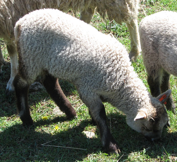 Willow Garden Shetland Sheep Farm: Ram Lambs For Sale ... Pending ...