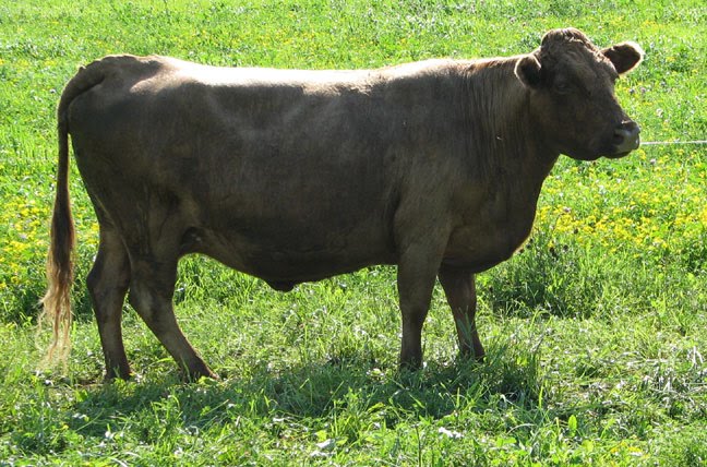 Willow Garden Shetland Sheep Farm: Pretty Cow ... :-)