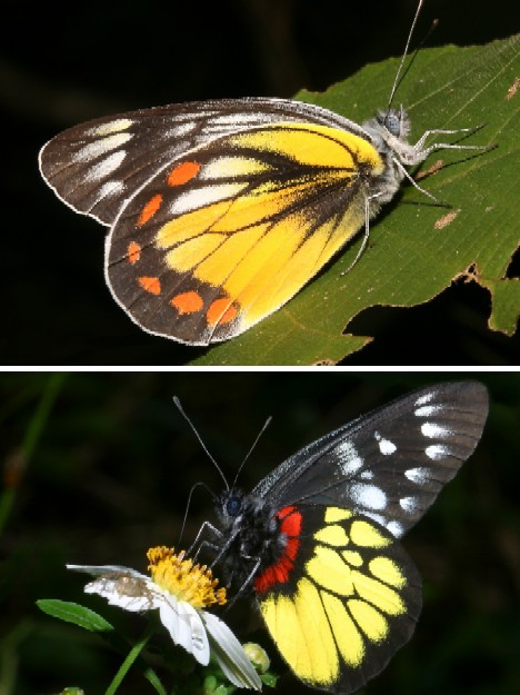 Animal Collections: Butter Living: 10 Amazing Yellow Animals