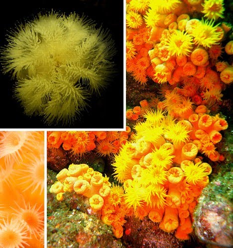 Animal Collections: Butter Living: 10 Amazing Yellow Animals