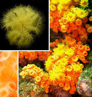 Animal Collections: Butter Living: 10 Amazing Yellow Animals