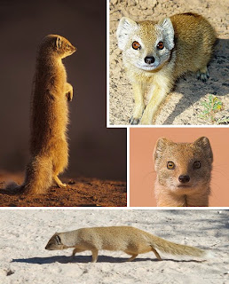Animal Collections: Butter Living: 10 Amazing Yellow Animals