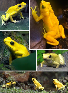 Animal Collections: Butter Living: 10 Amazing Yellow Animals