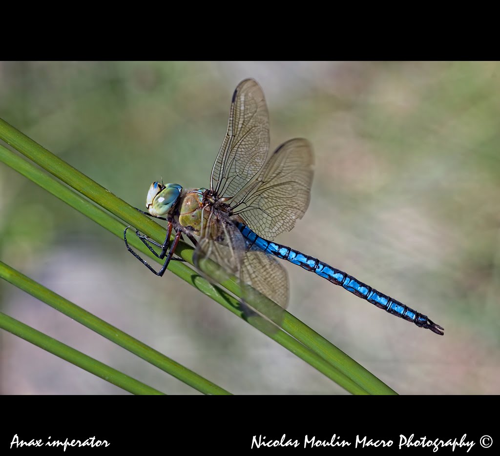 aeshnidae - JungleKey.fr Image