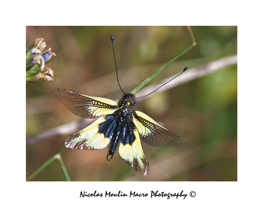 MACROFOTED: Libelloides cunii