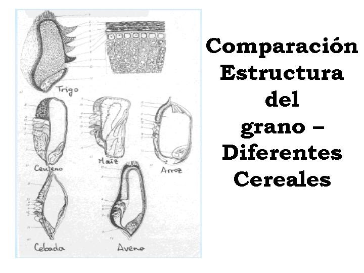 Química, Ciencia y Tecnología de los Cereales: Estructura interna ...