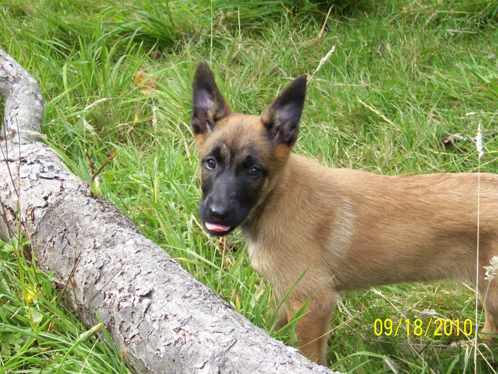 Belgian Malinois - best working dogs