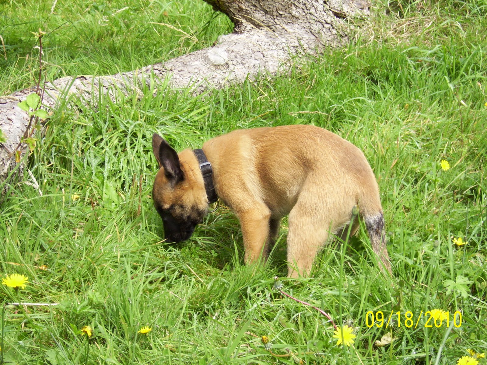 Belgian Malinois - best working dogs