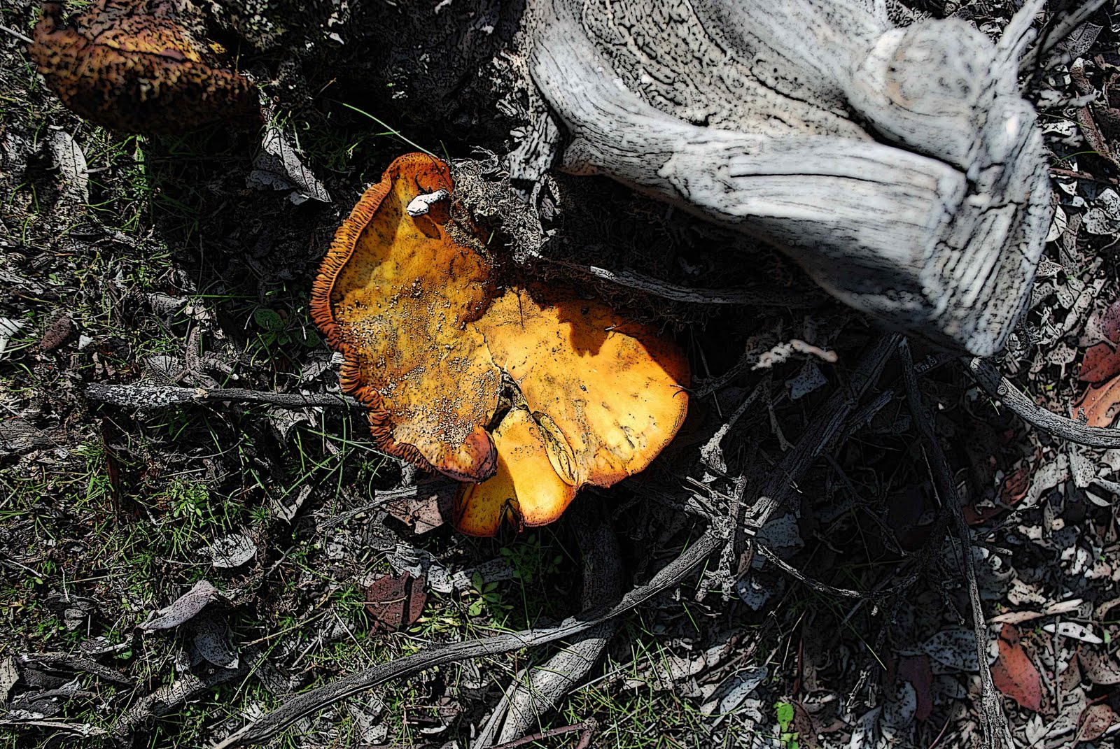 The Simple Romantic Travels Through Time: Cool Pad Fungus: Home for a Gnome