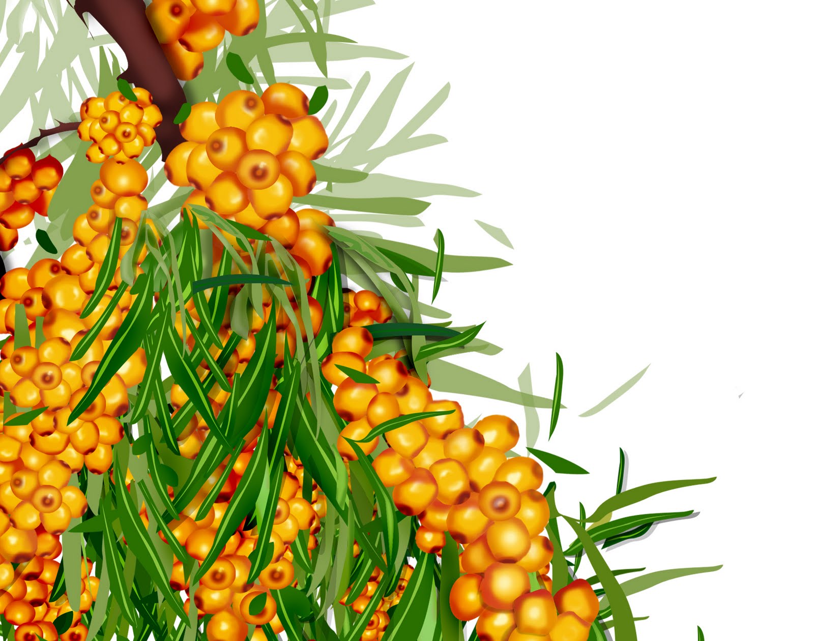 samlush@yahoo.com: Чацаргана