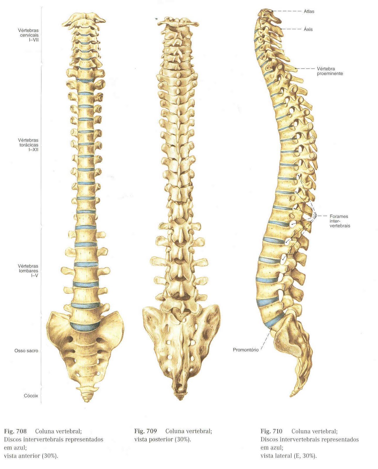 Anatomia Radiologica