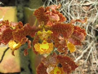 Orquídeas: Trichocentrum stacyii