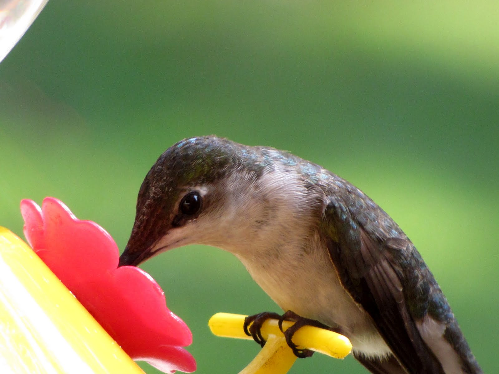 Sheris Healing Flower Garden: July's new baby hummingbirds!