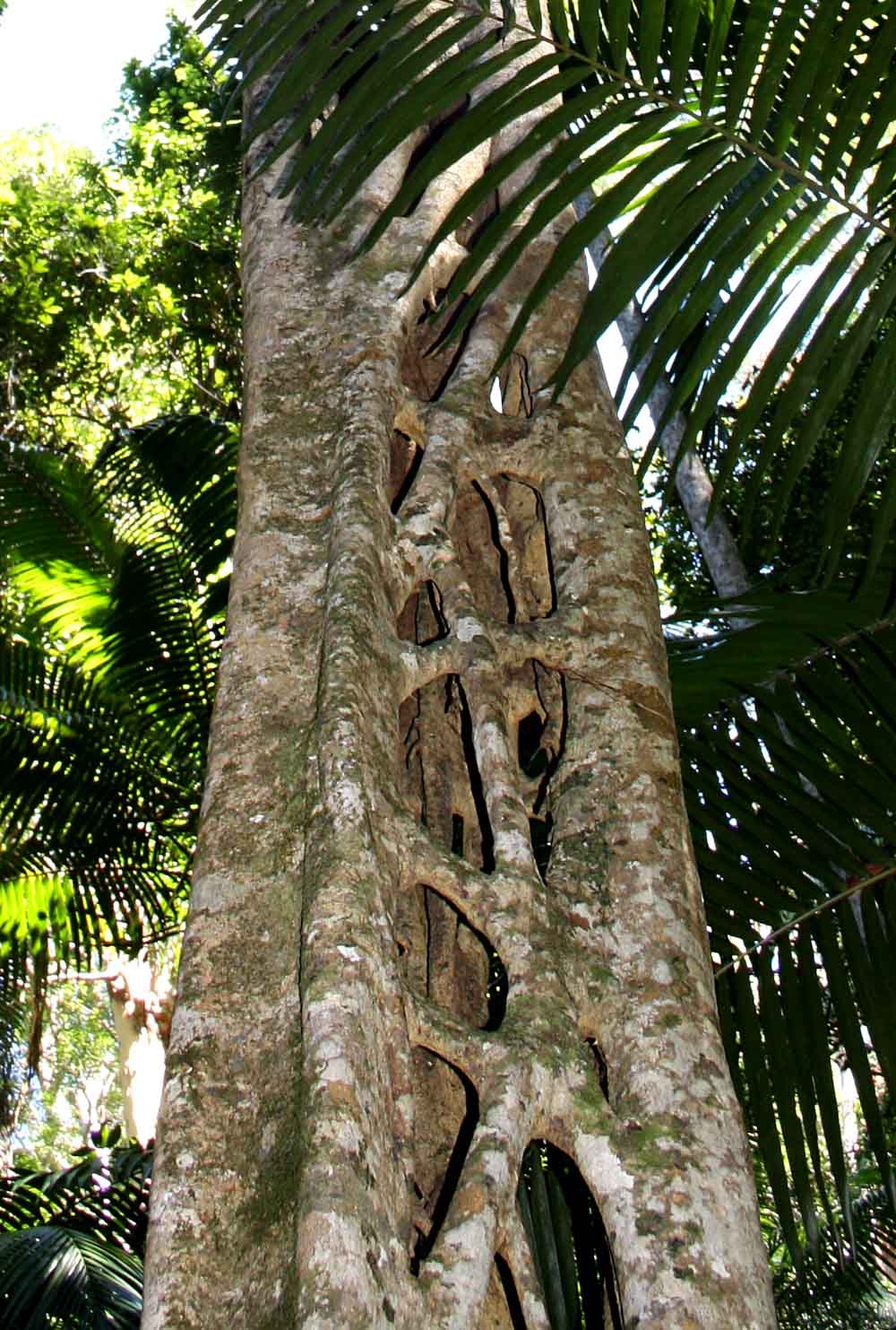 Mike's Tales from Downunder: Wild Australia (strangler fig)