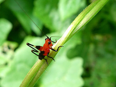 tHE tiDE cHAsER: Spiders & Insects Galore at Kranji & Sungei Buloh