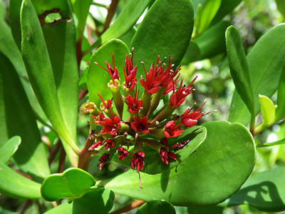 tHE tiDE cHAsER: Quick Look at Some Mangrove Plants of Ubin and Pasir Ris