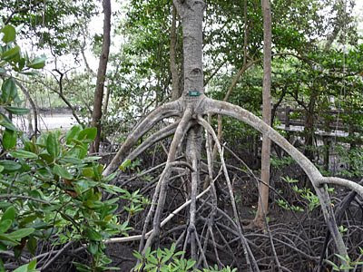 tHE tiDE cHAsER: Sungei Buloh on 5 Feb 2009
