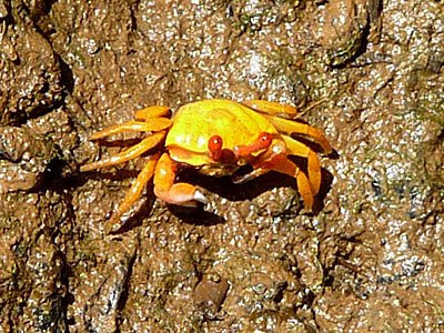 tHE tiDE cHAsER: Colourful Fiddler Crabs at Pulau Ubin