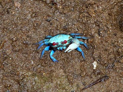 tHE tiDE cHAsER: Colourful Fiddler Crabs at Pulau Ubin