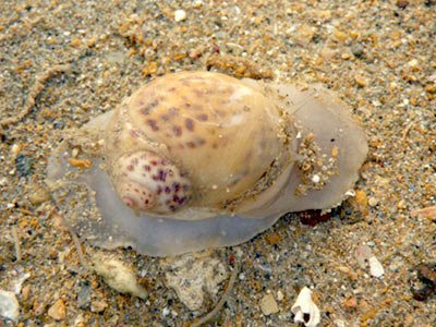 tHE tiDE cHAsER: Underwater Garden at Tuas