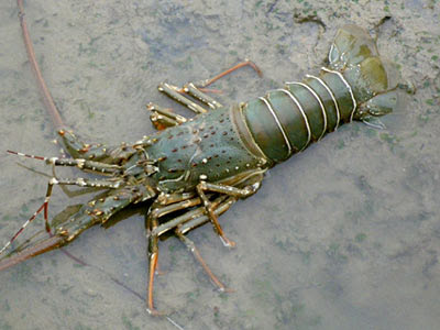 tHE tiDE cHAsER: Lobsters at St John's