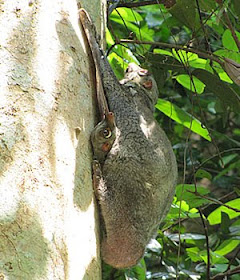 Colugo Baby