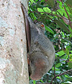 Colugo Baby