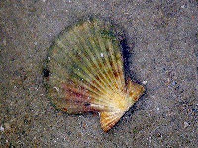 tHE tiDE cHAsER: Semakau Walk with St Nicholas Girls on 16 Nov 2009