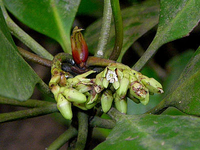 tHE tiDE cHAsER: Rare Mangrove Plants in Sungei Buloh