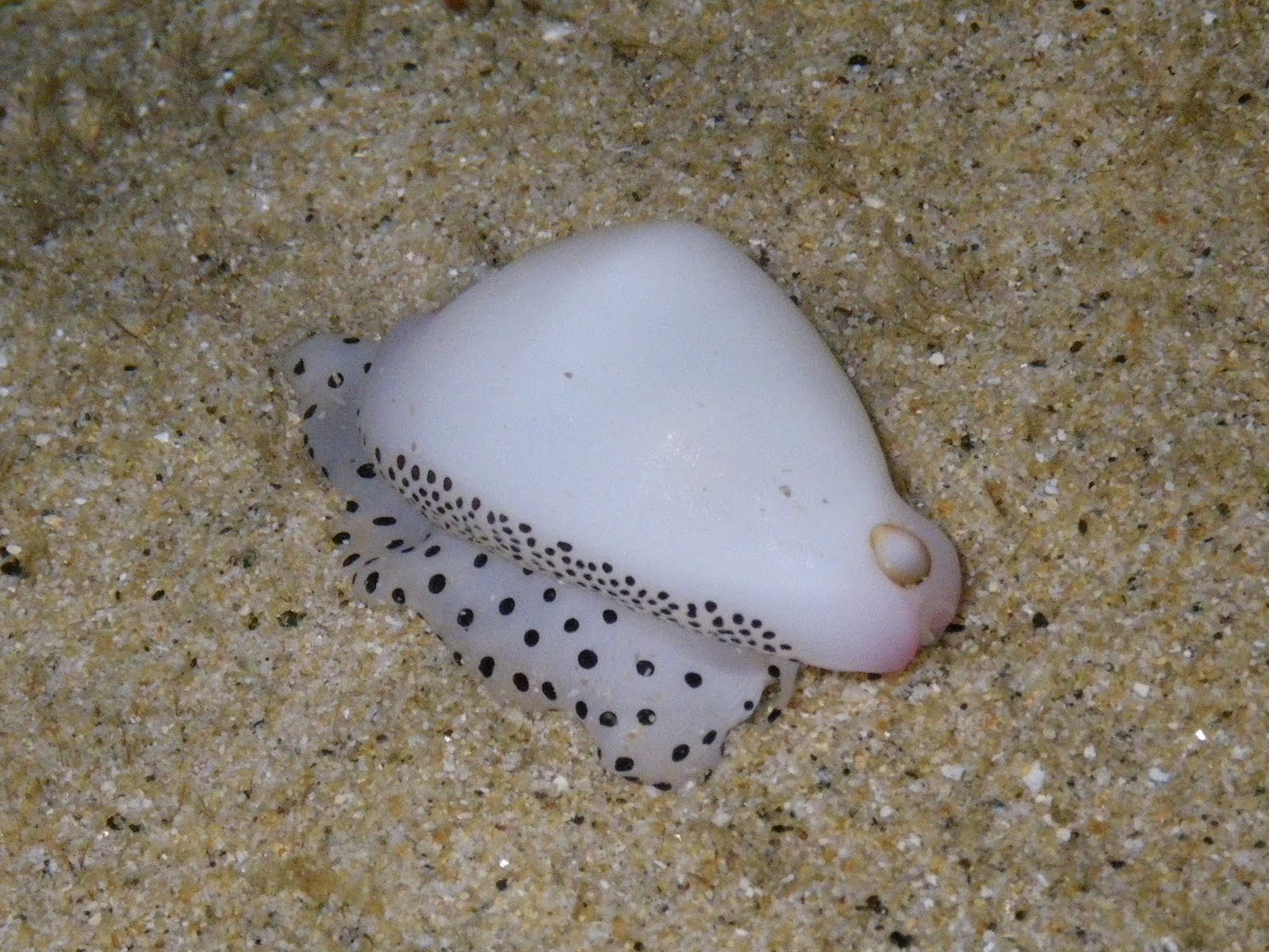 tHE tiDE cHAsER: Tioman Field Study Camp with Nature Explorers Day 3