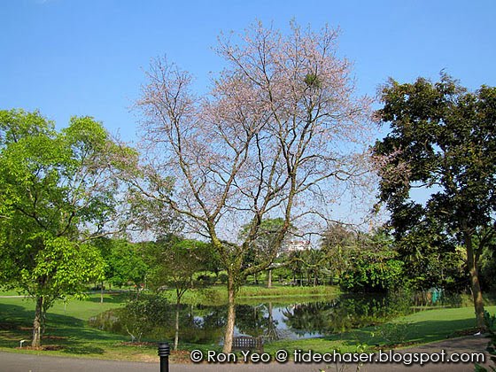 tHE tiDE cHAsER: Titan Arum at Singapore Botanic Gardens