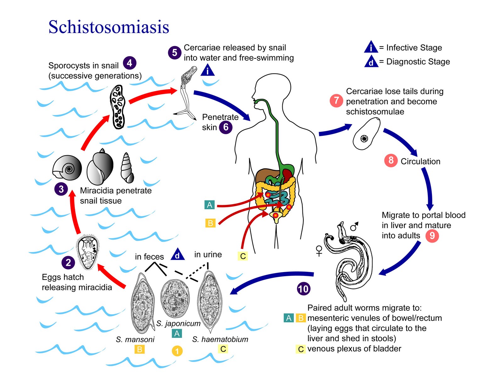 aLuNan 0mBak: Schistosomiasis