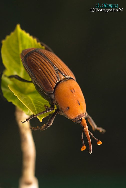 Habitat Natural: Bicho da Palmeira - Rhynchophorus ferrugineus