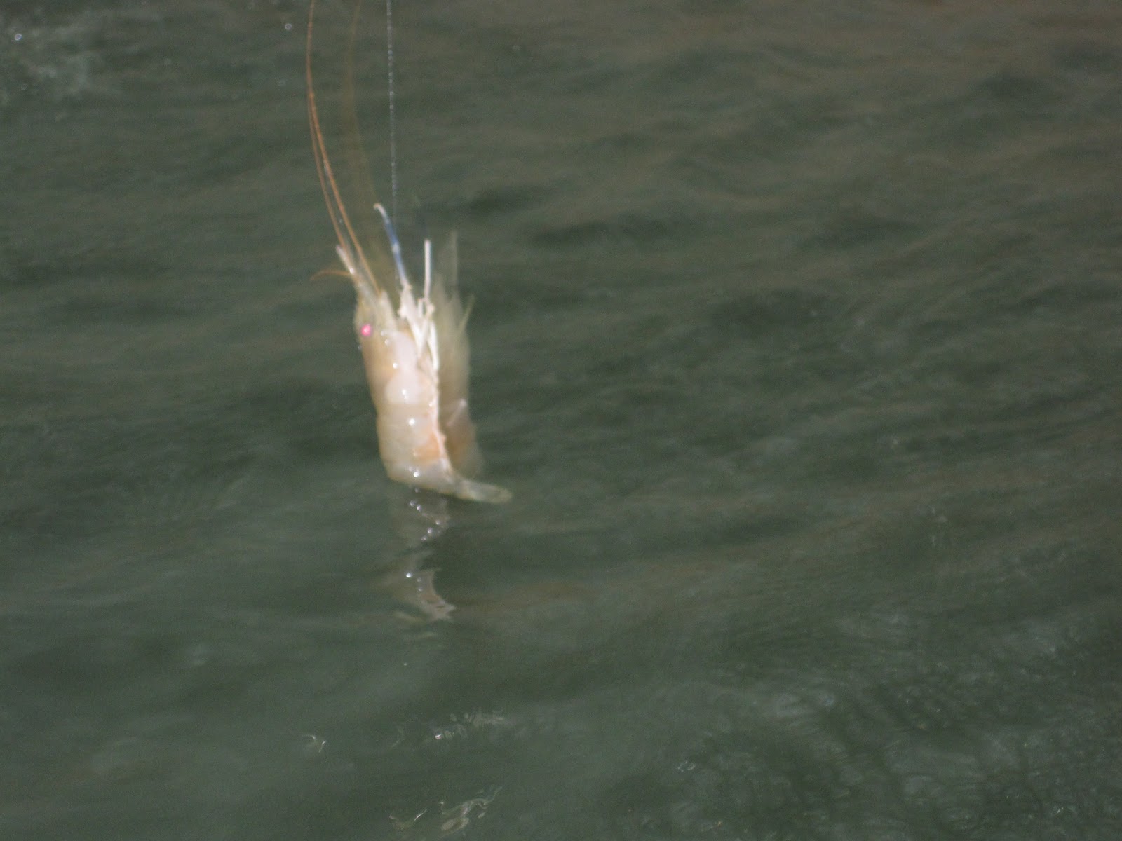 pusat memancing keluarga jalan inai bukit beruntung: waktu udang galah ...