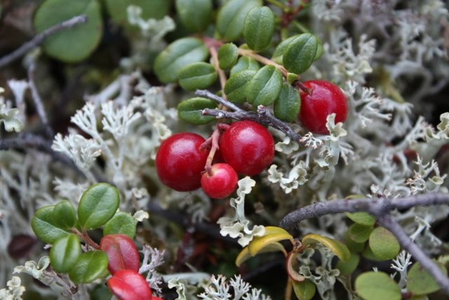 Living in Alaska: Vegetable Feast in Central, Alaska