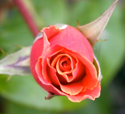 The Gardens of Petersonville: Stages of Rose Blooms